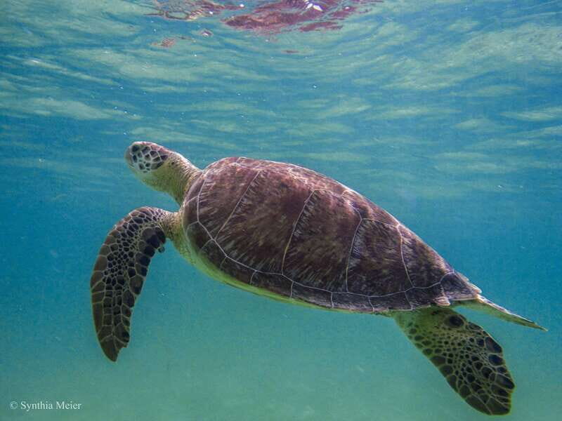 Cancun: Marine Turtle Observation in Akumal - Authentic Experiences & Traveler Insights
