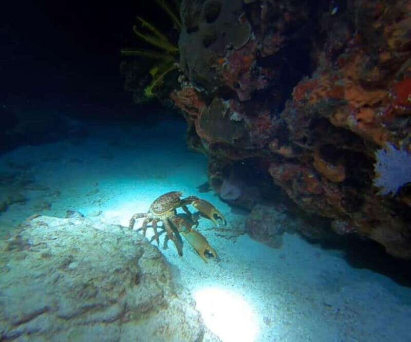 Cancun: Night Dive for Certified Divers - Key Points