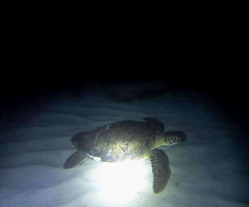 Cancun: Night Dive for Certified Divers - In-Depth Look: What to Expect from this Night Dive in Cancun