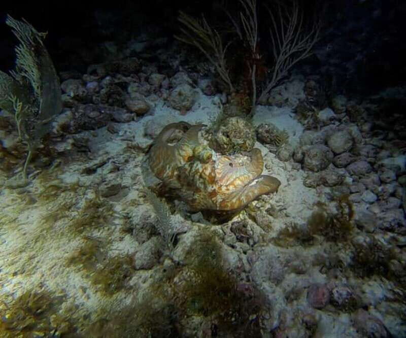 Cancun: Night Dive for Certified Divers - Final Thoughts