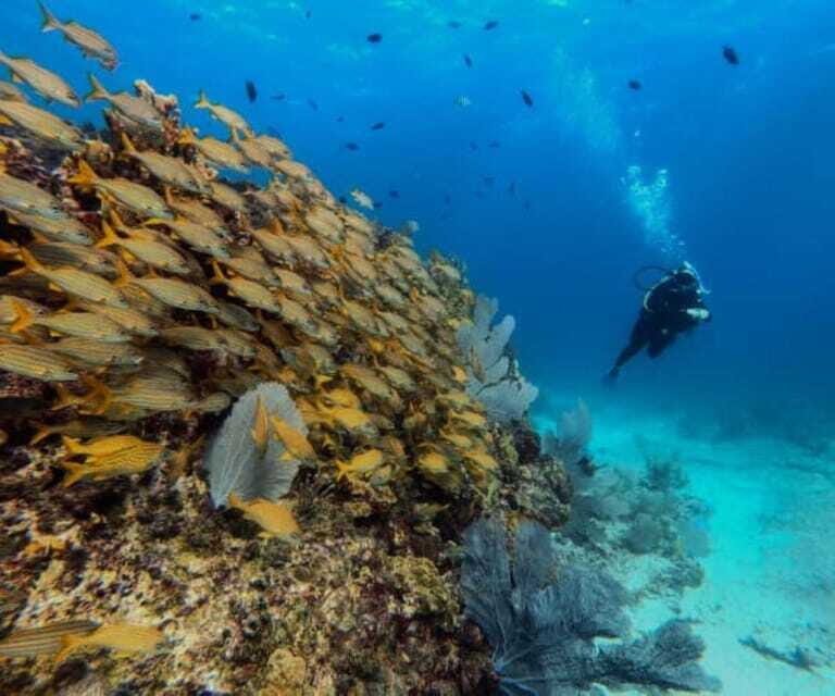 Cancun: PADI Open Water Diver Course - FAQ