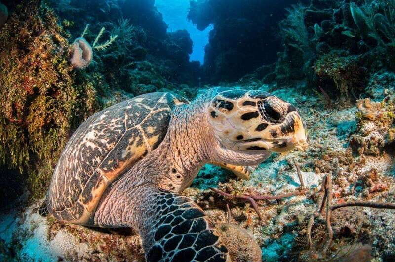Cancun: Parrotfish Adventure Package - Analyzing the Value: Is It Worth It?
