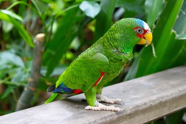 Cancun: Private Birdwatching Tour - Key Points