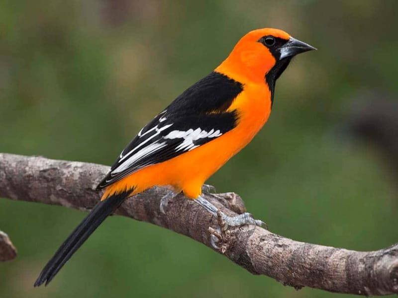Cancun: Private Birdwatching Tour - Exploring the Tour