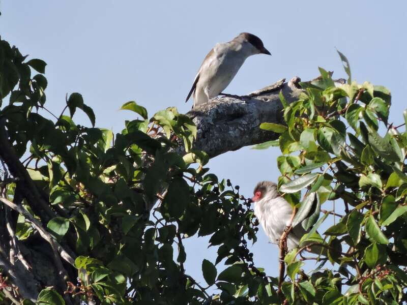 Cancun: Private Birdwatching Tour - FAQs