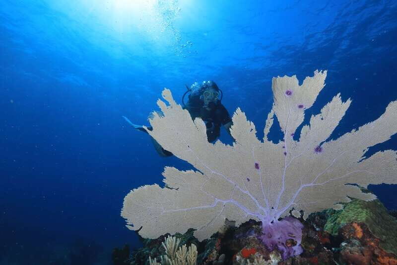 Cancun: Scuba Diving for Beginners, 2 Dives - Frequently Asked Questions