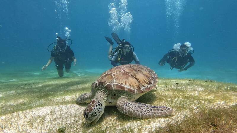 Cancun: Scuba Diving in Puerto Morelos for Beginners 2 Dives - Who Is This Tour Best For?