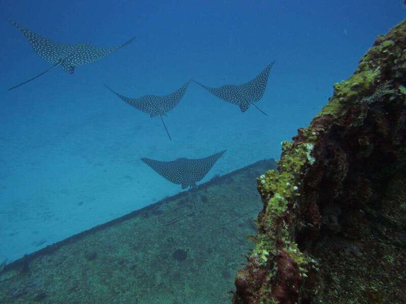 Cancun: Shipwreck & Reef for Certified Divers - An in-depth Look at the Cancun Shipwreck & Reef Tour