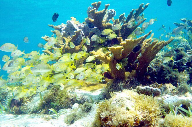 Cancun Snorkeling Adventure: Underwater Museum, Reef & Shipwreck - The Sum Up