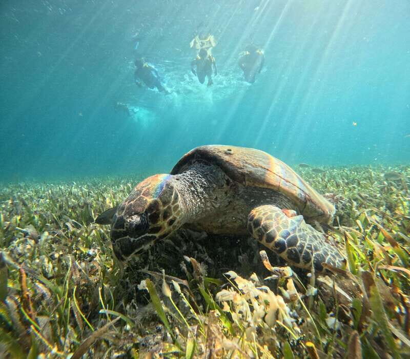 Cancun: Snorkeling Boat Tour with Gear - Why This Snorkeling Tour Stands Out