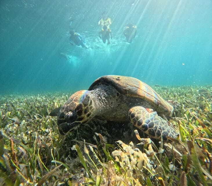Cancun: Snorkeling Boat Tour with Gear - The Price and How It Compares