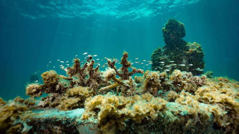 Cancun: Snorkeling Tour at MUSA The Underwater Museum - Practical Details: What’s Included and What Not