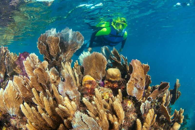 Cancun: Snorkeling Tour at MUSA The Underwater Museum - The Experience’s Strengths