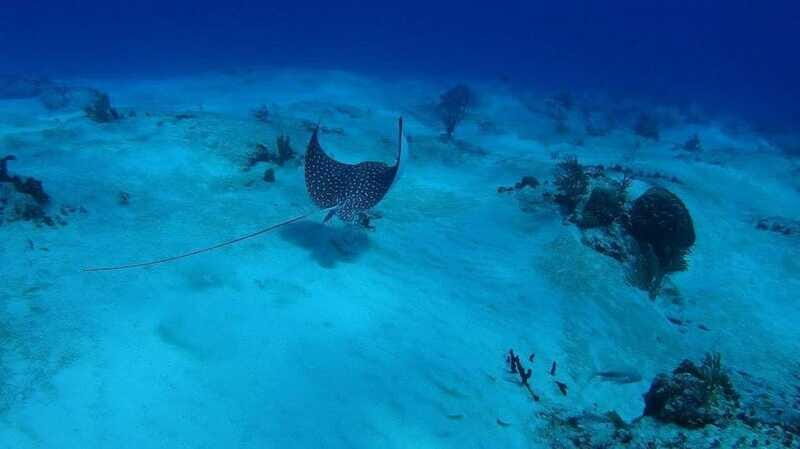 Cancun: Snorkeling Tour with Hotel Pickup - Final thoughts