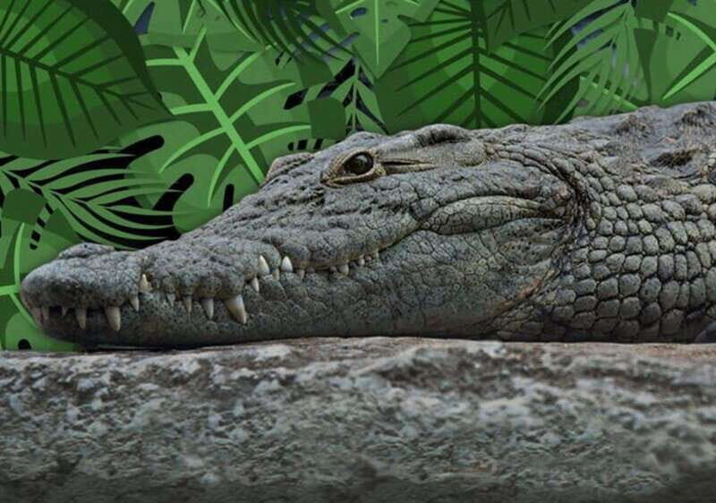 Cancun: Speedboat Adventure & Crocodile Sighting - Why You Should Consider This Tour