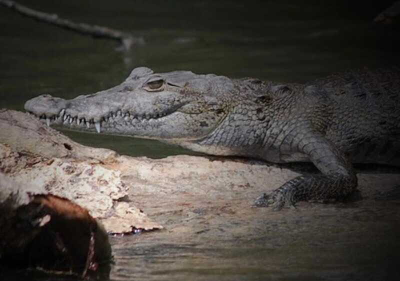 Cancun: Speedboat Adventure & Crocodile Sighting - FAQ