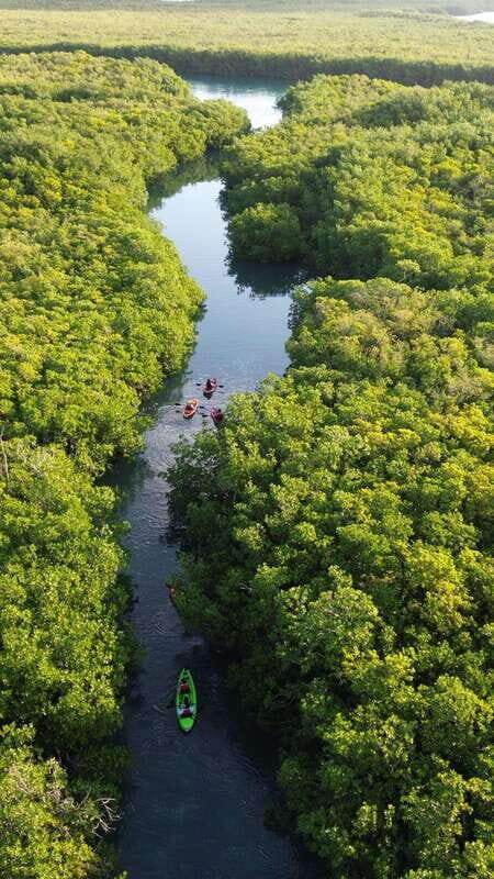 Cancun: Sunset Kayak Experience in the Mangroves - A Deep Dive into the Experience