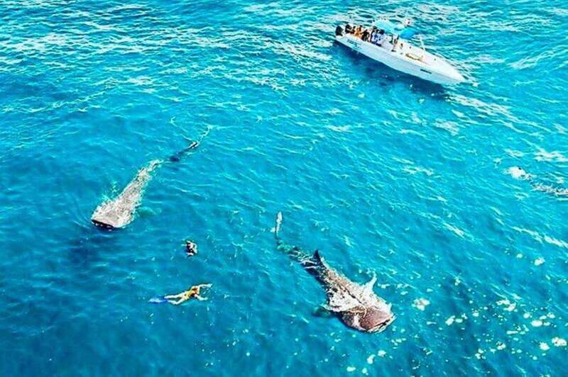 Cancun: Swim with Whale Sharks - Cancun: Swim with Whale Sharks – A Truly Unique Adventure
