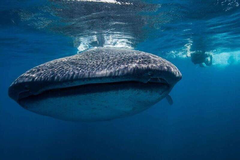 Cancun: Swim with Whale Sharks - Key Points