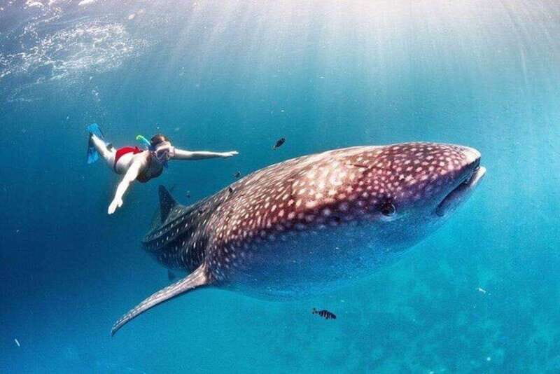 Cancun: Swim with Whale Sharks - The Sum Up