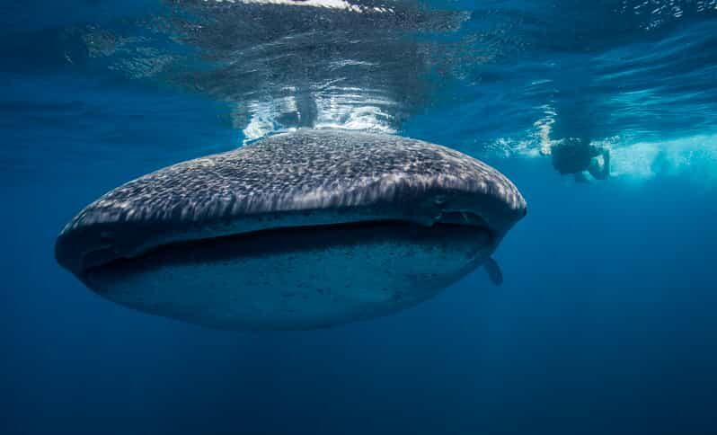 Cancún: Swim with Whale Sharks & Playa Norte Beach - The Itinerary: What to Expect from Start to Finish