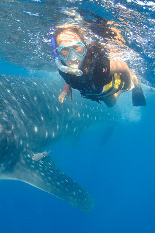 Cancún: Swim with Whale Sharks & Playa Norte Beach - What’s Included and What’s Not
