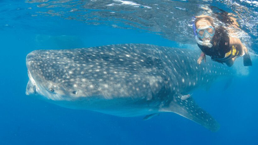 Cancún: Swim with Whale Sharks & Playa Norte Beach - Who Will Love This Tour?