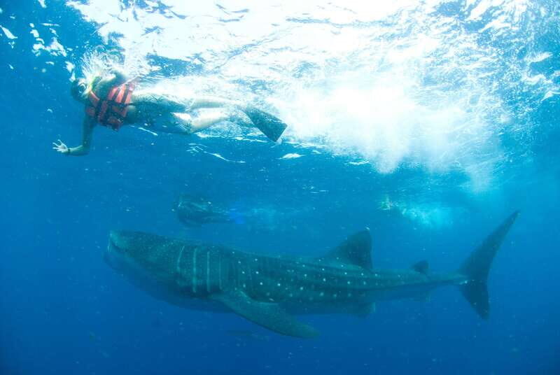 Cancún: Swim with Whale Sharks - Exploring the Experience: What You Can Expect