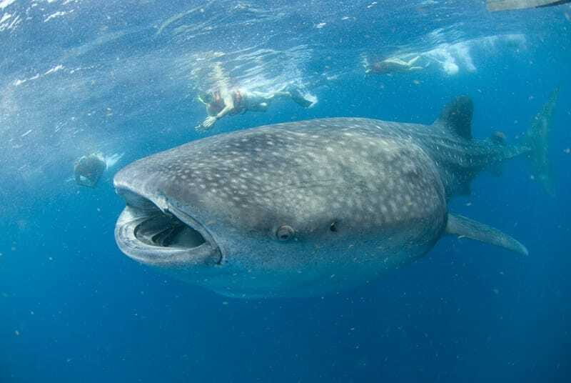 Cancún: Swim with Whale Sharks - The Value of This Tour