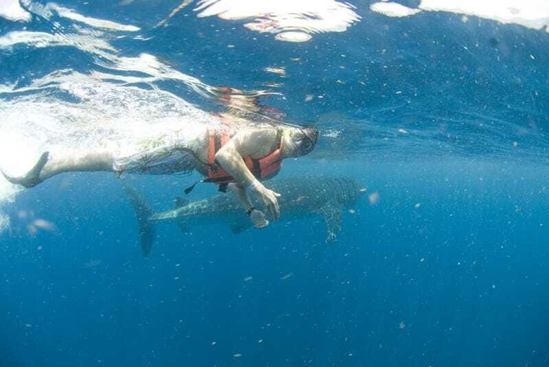 Cancún: Swim with Whale Sharks - Authentic Encounters and Reviews