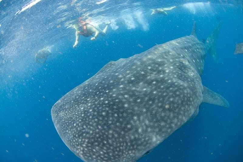 Cancún: Swim with Whale Sharks - Final Thoughts