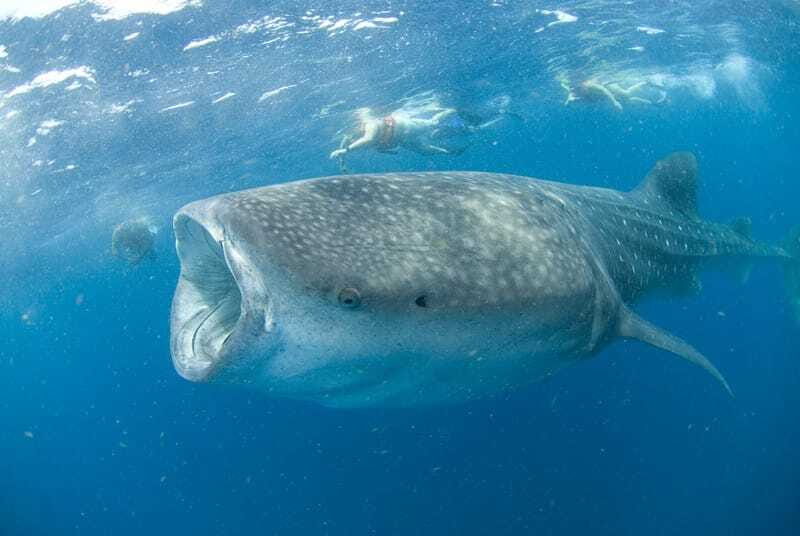 Cancún: Swim with Whale Sharks - FAQ
