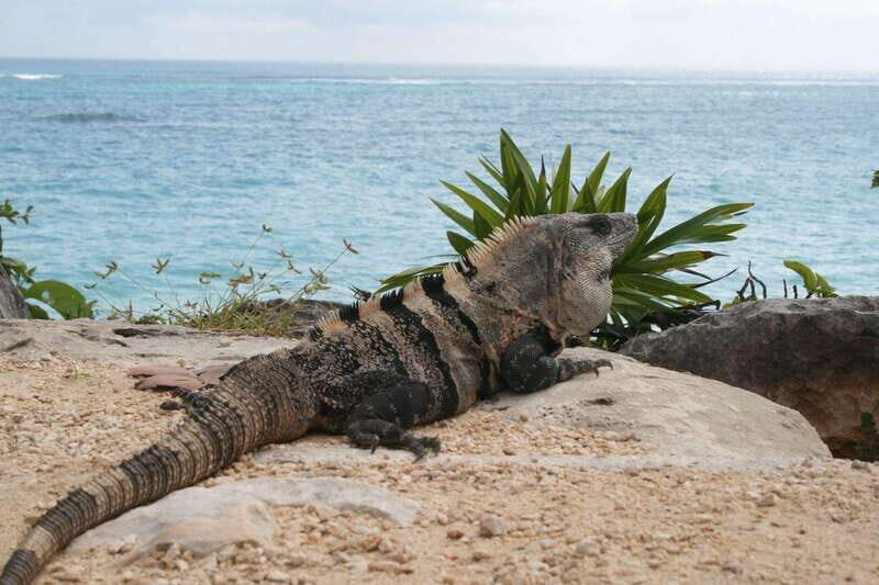 Cancun: Tulum, Coba and Cenote Archaeology and Nature Tour - A Deep Dive into the Experience