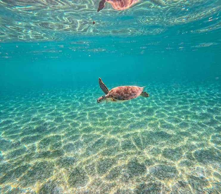 Cancun: Tulum Ruins, Akumal Turtles, Cenote & Caves Tour - Introduction: What You Can Expect from This Tour