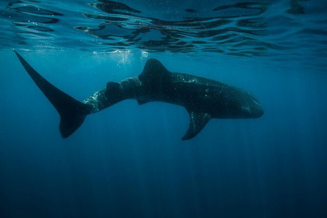 Cancun Whale Shark Encounter - Introduction: A Unique Marine Encounter