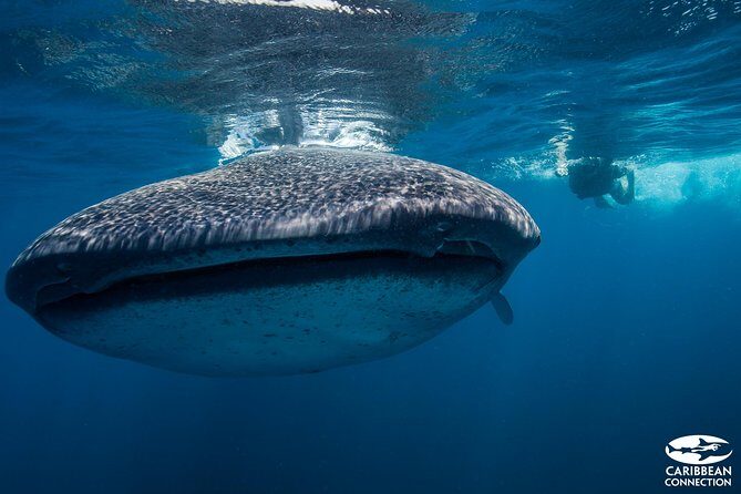 Cancun Whale Shark Encounter - What Makes This Tour Stand Out?