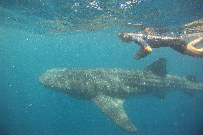 Cancun Whale Shark Encounter - Logistics and Practicalities