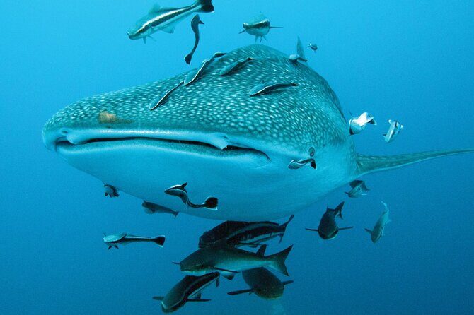 Cancun Whale Shark Encounter - Authentic Experiences and Honest Opinions from Travelers