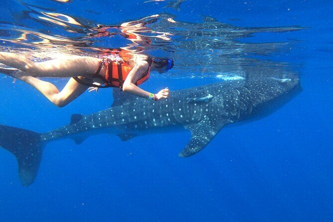 Cancun Whale Shark Experience with Snorkel & Transportation - What Makes This Tour Stand Out?