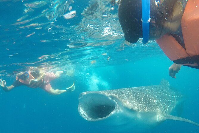Cancun Whale Shark Experience with Snorkel & Transportation - The Experience and Its Value