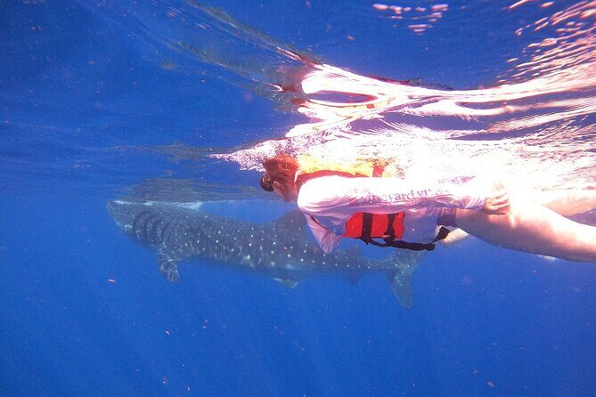 Cancun Whale Shark Experience with Snorkel & Transportation - The Sum Up