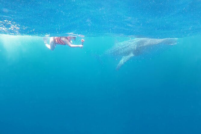 Cancun Whale Shark Experience with Snorkel & Transportation - FAQ