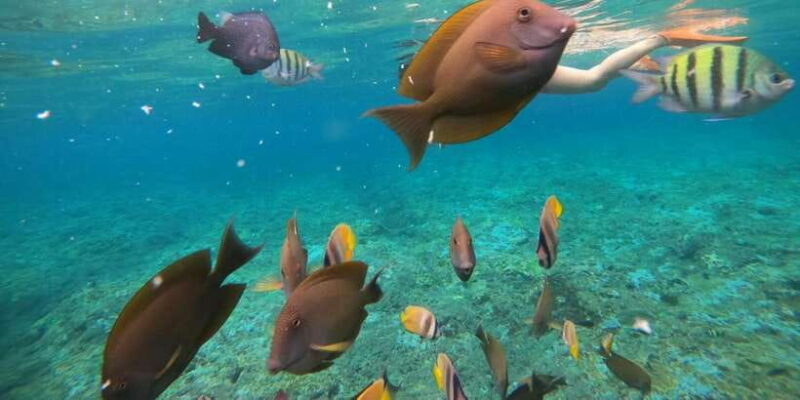 Candidasa : Best of Snorkling "Blue lagoon & Tanjung Jepun" - The Experience from Real Reviews