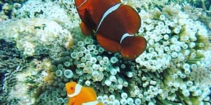 Candidasa : Best of Snorkling "Blue lagoon & Tanjung Jepun" - Practical Tips for Travelers