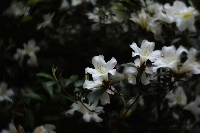 Cangshan Mountain: Mindful Hiking and Organic Homemade Food - Key Points