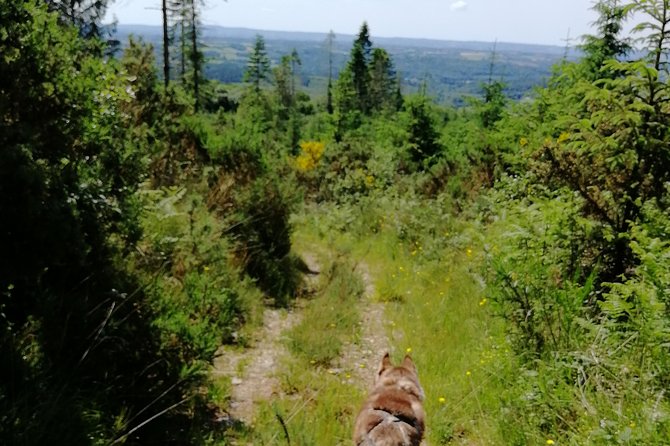 Cani Rando, fun and original hiking, pulled by huskies - Practical Details: What You Need to Know