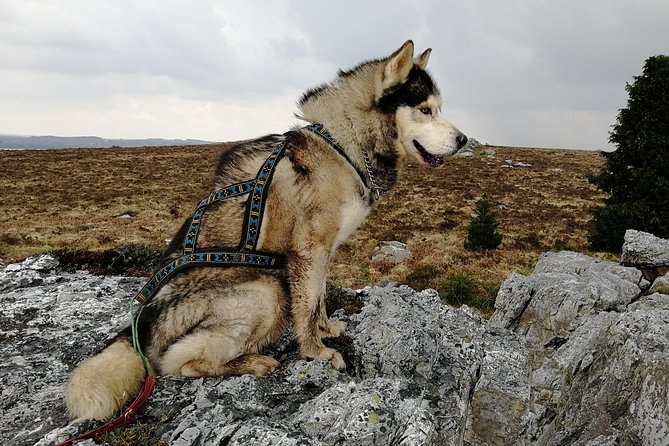 Cani Rando, fun and original hiking, pulled by huskies - The Sum Up: Who Should Consider This Activity?