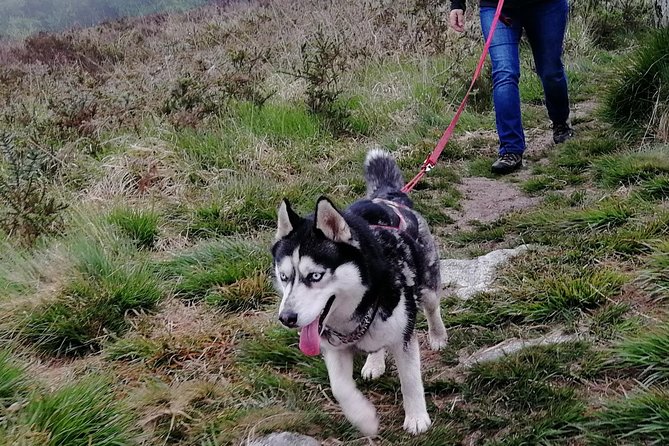 Cani Rando, fun and original hiking, pulled by huskies - FAQ