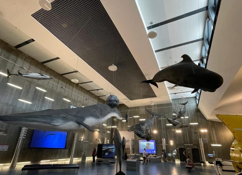 Caniçal : Madeira Whale Museum Entry ticket - An In-Depth Look at the Madeira Whale Museum