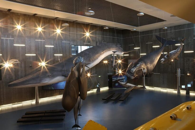 Caniçal : Madeira Whale Museum Entry ticket - The Sum Up